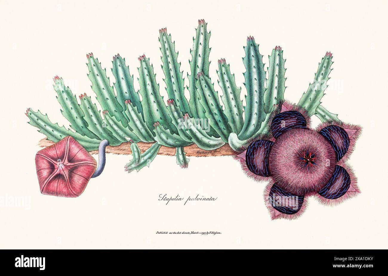 Blooming Stapelia. Vintage botanical illustration from an 18th-century ...