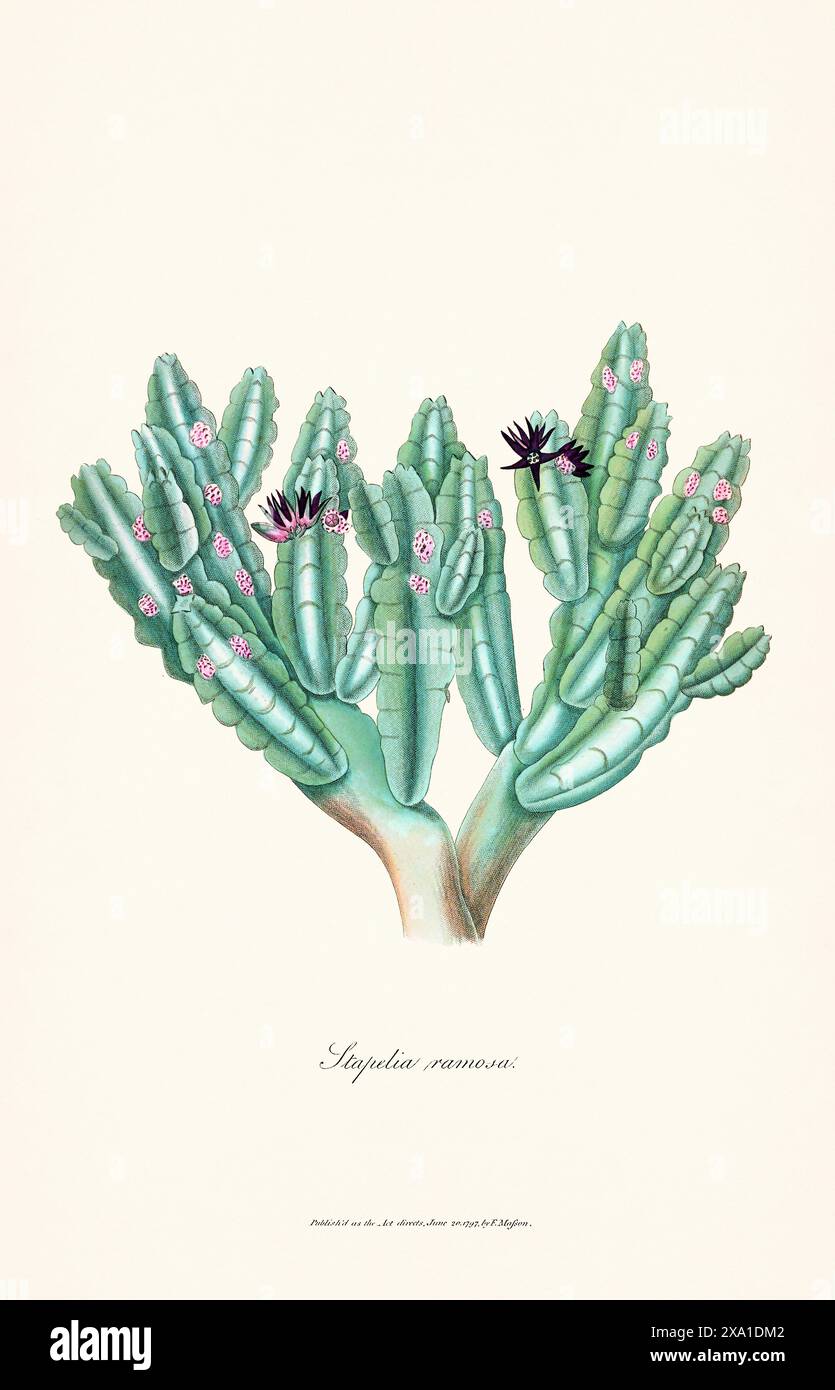 Stapeliae hi-res stock photography and images - Alamy