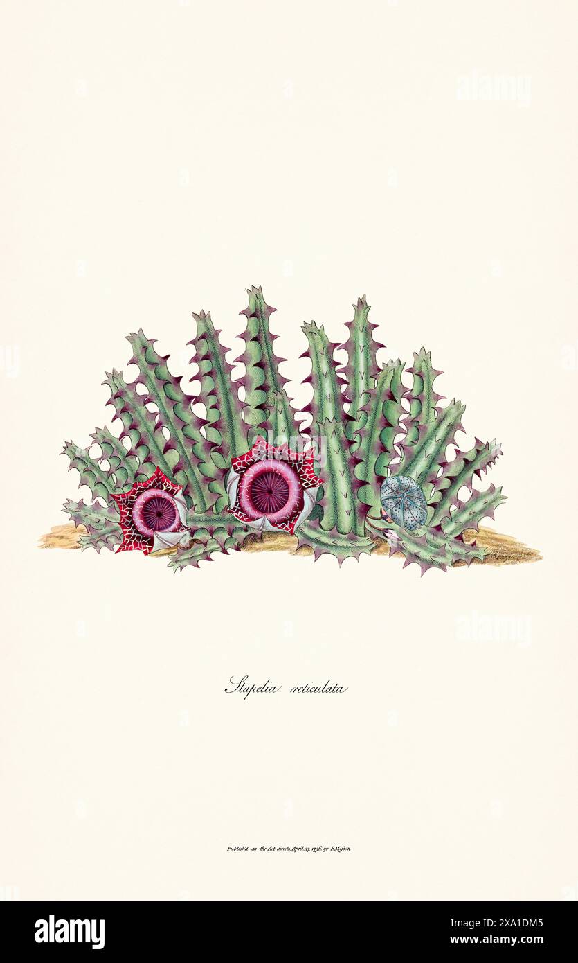 Blooming Stapelia. Vintage botanical illustration from an 18th-century ...