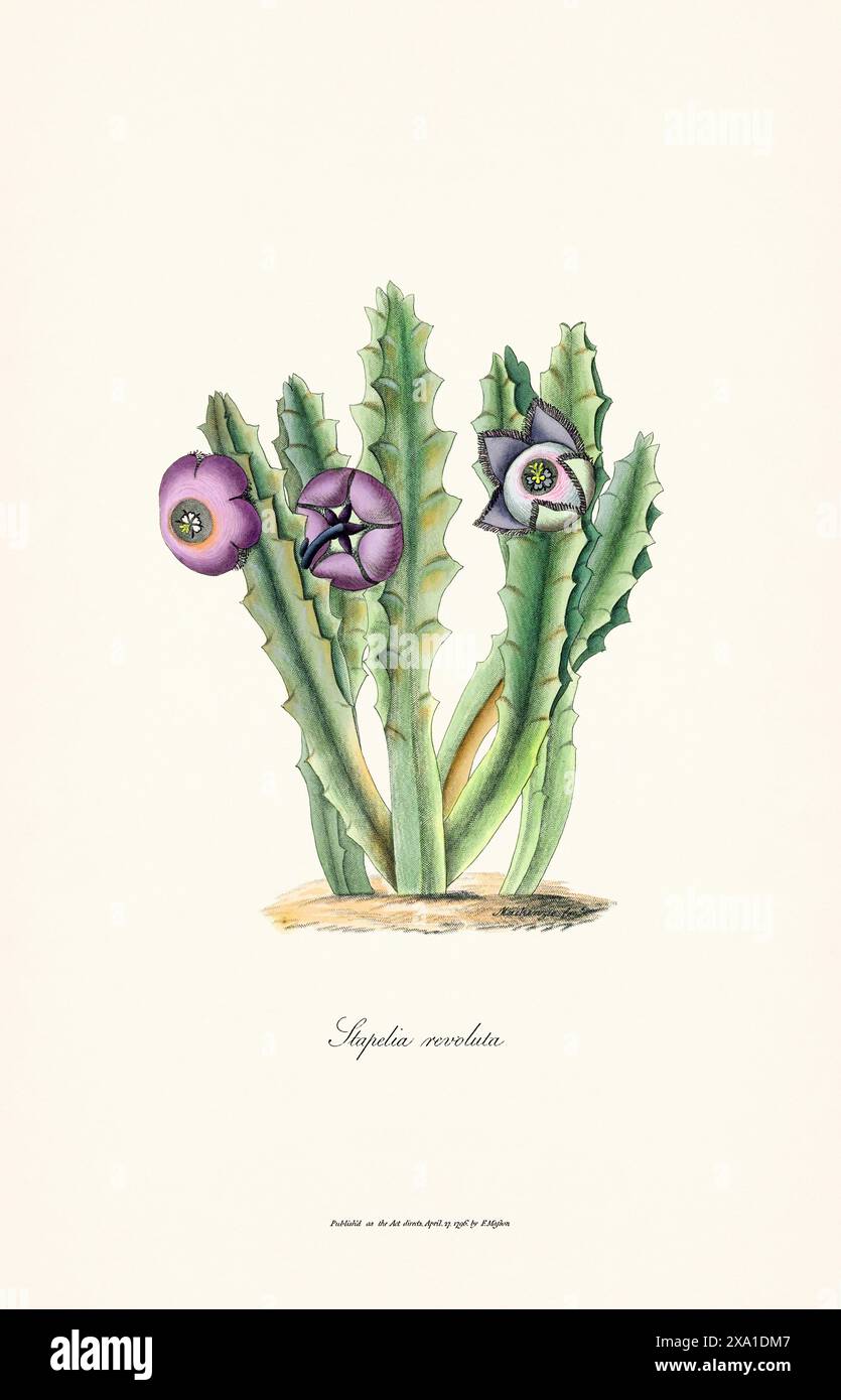 Blooming Stapelia. Vintage botanical illustration from an 18th-century ...
