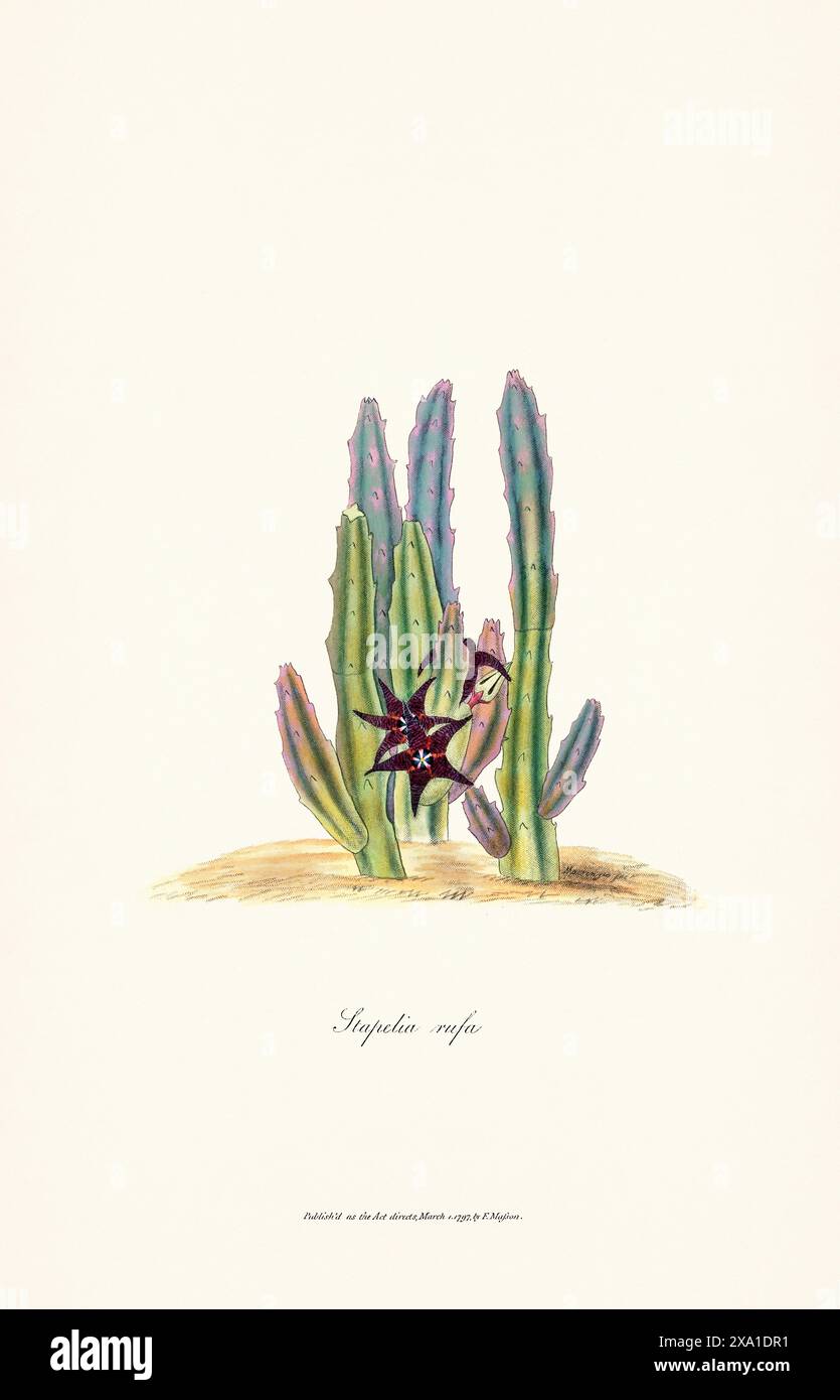Blooming Stapelia. Vintage botanical illustration from an 18th-century ...