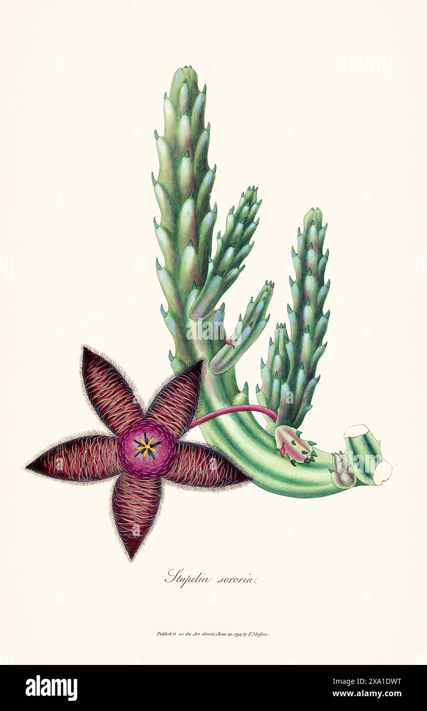 Blooming Stapelia. Vintage botanical illustration from an 18th-century ...