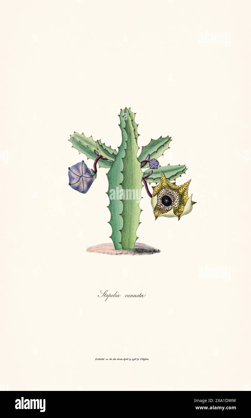 Blooming Stapelia. Vintage botanical illustration from an 18th-century ...