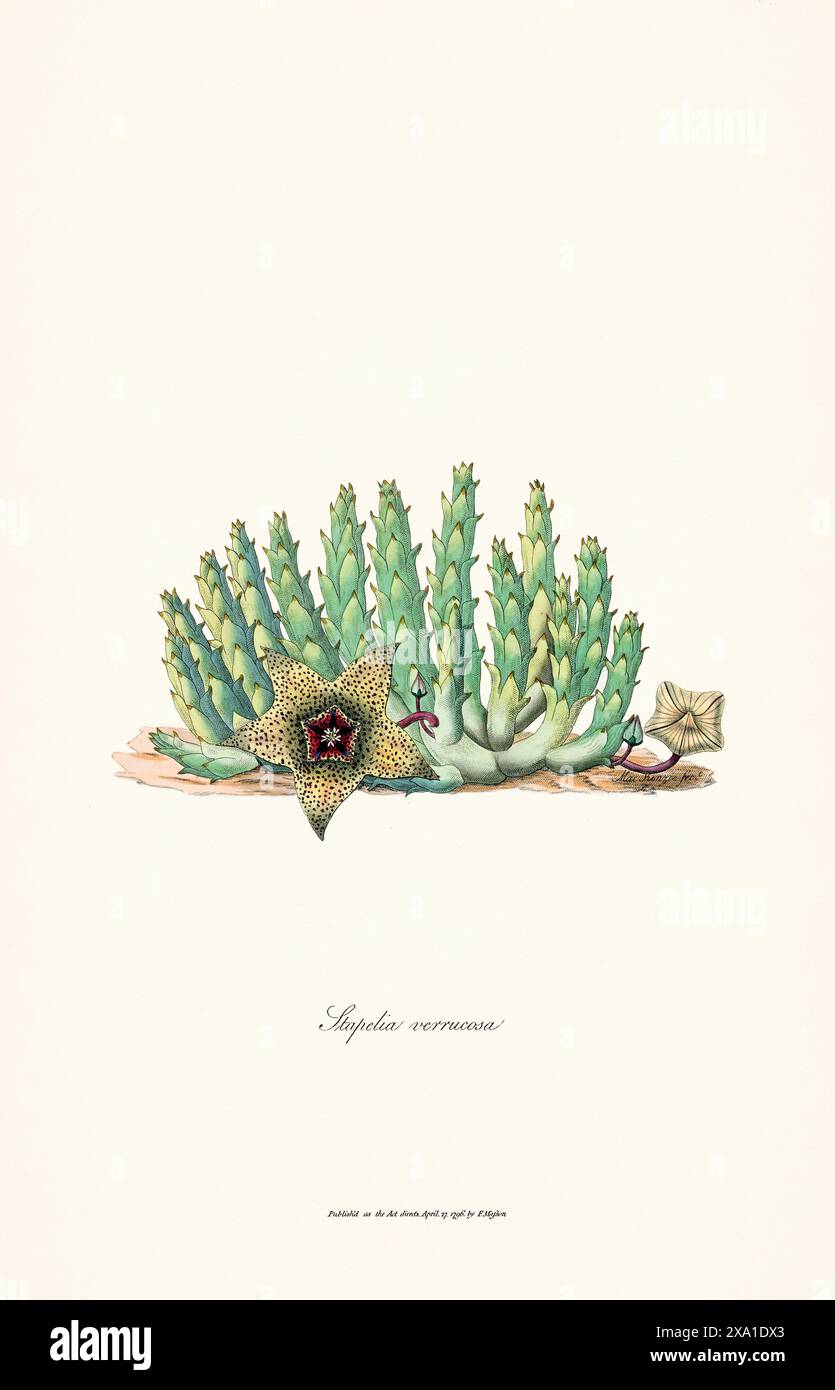 Blooming Stapelia. Vintage botanical illustration from an 18th-century ...