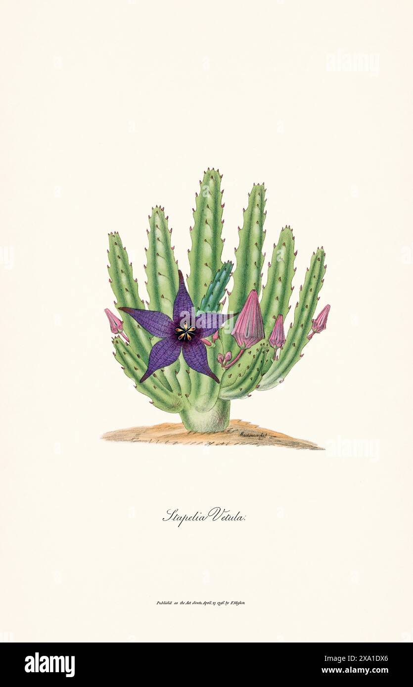 Blooming Stapelia. Vintage botanical illustration from an 18th-century ...
