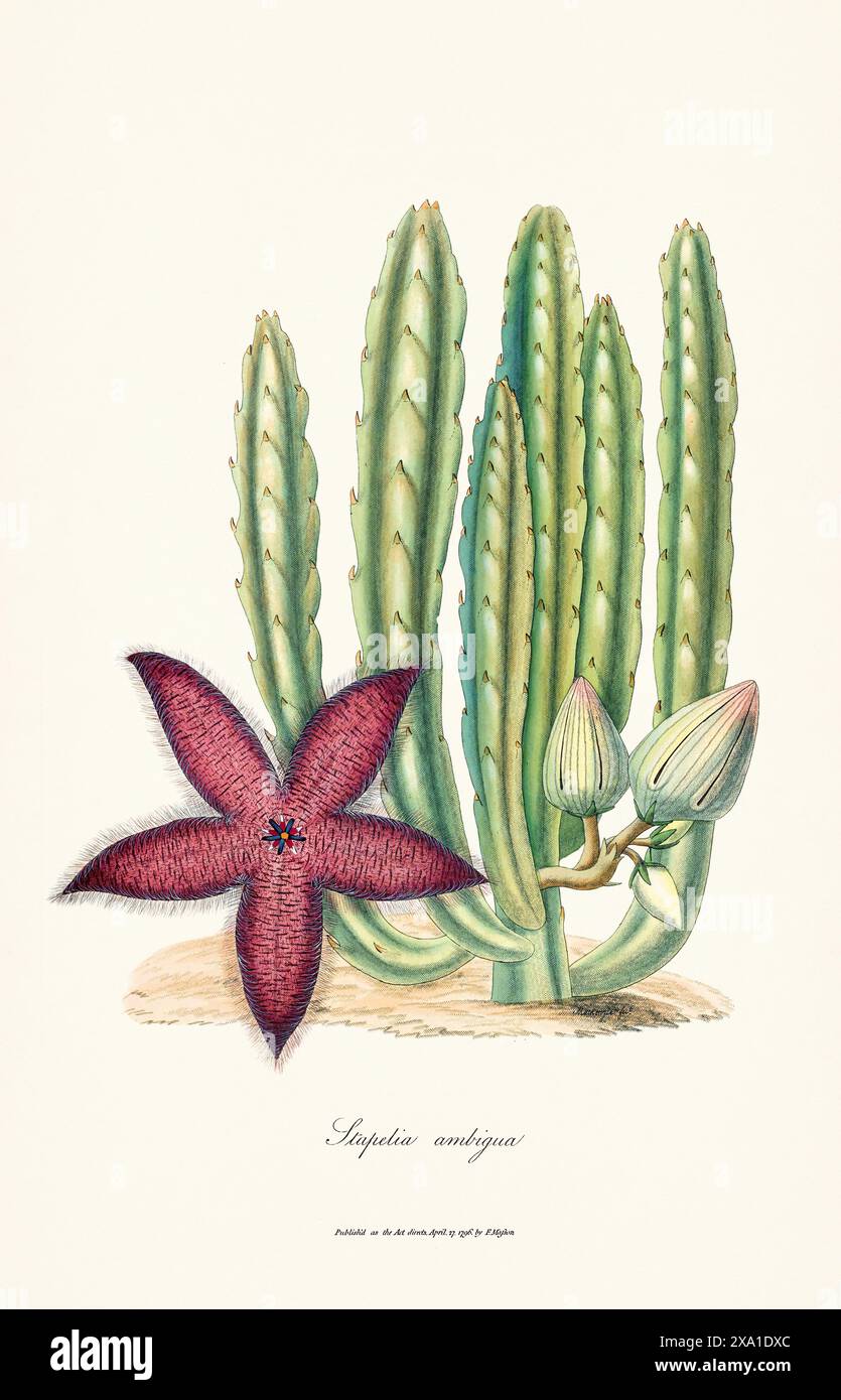 Blooming Stapelia. Vintage botanical illustration from an 18th-century ...