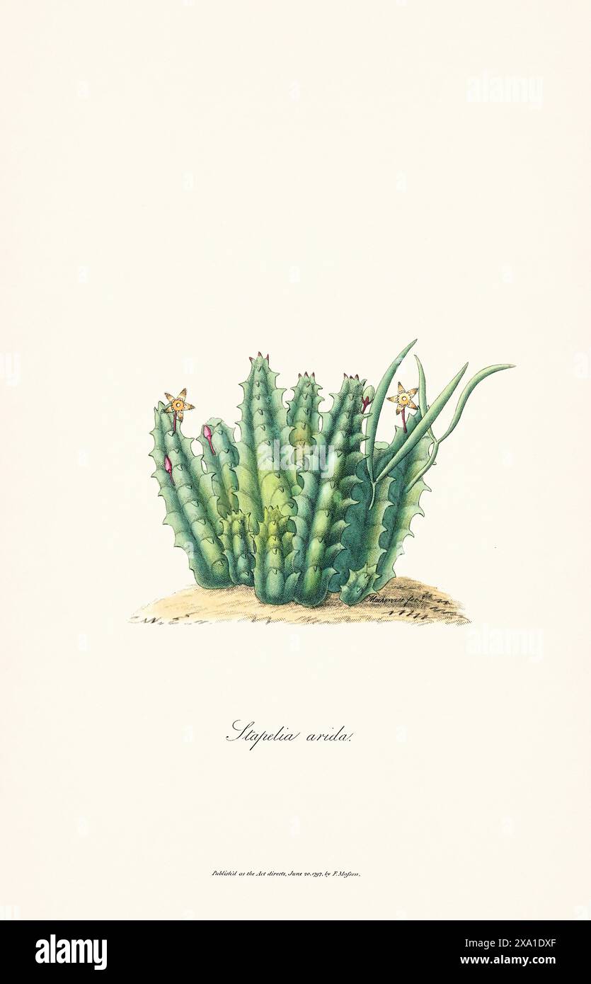 Blooming Stapelia. Vintage botanical illustration from an 18th-century ...