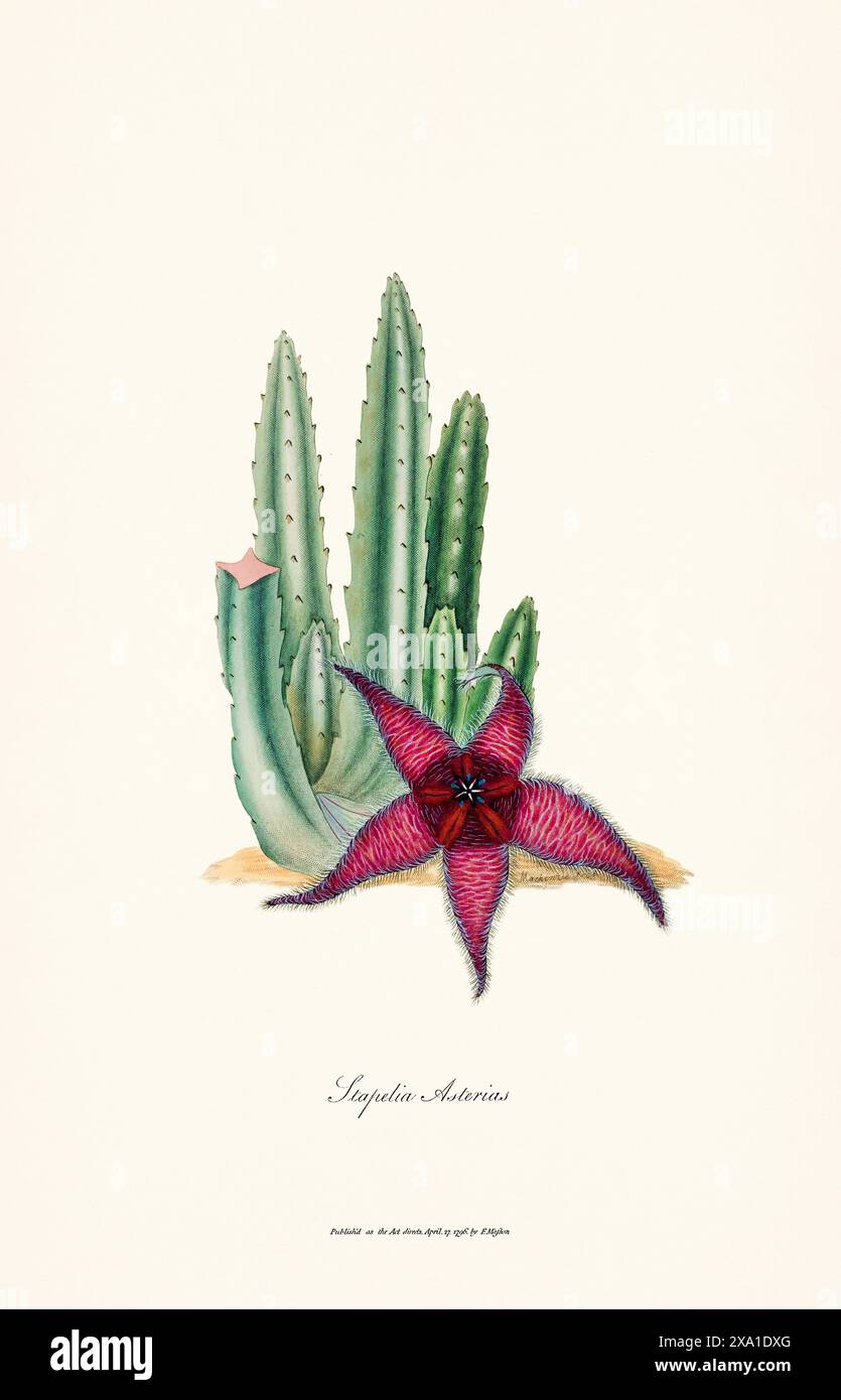 Stapeliae hi-res stock photography and images - Alamy