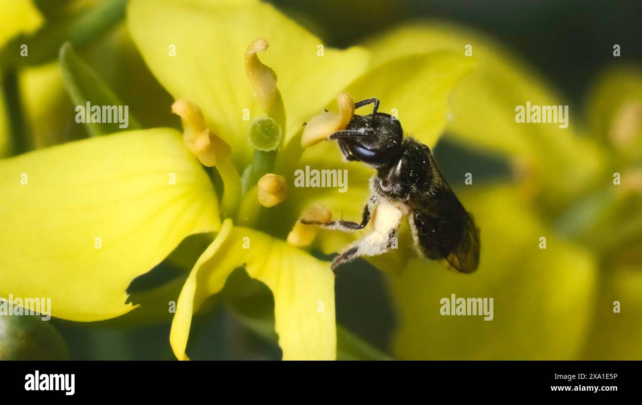 A close up of a tiny metallic dark colored Lasioglossum Sweat Bee ...