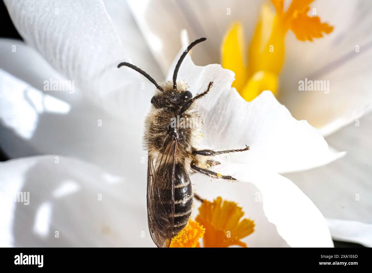 Dig nest burrows tunnels hi-res stock photography and images - Alamy