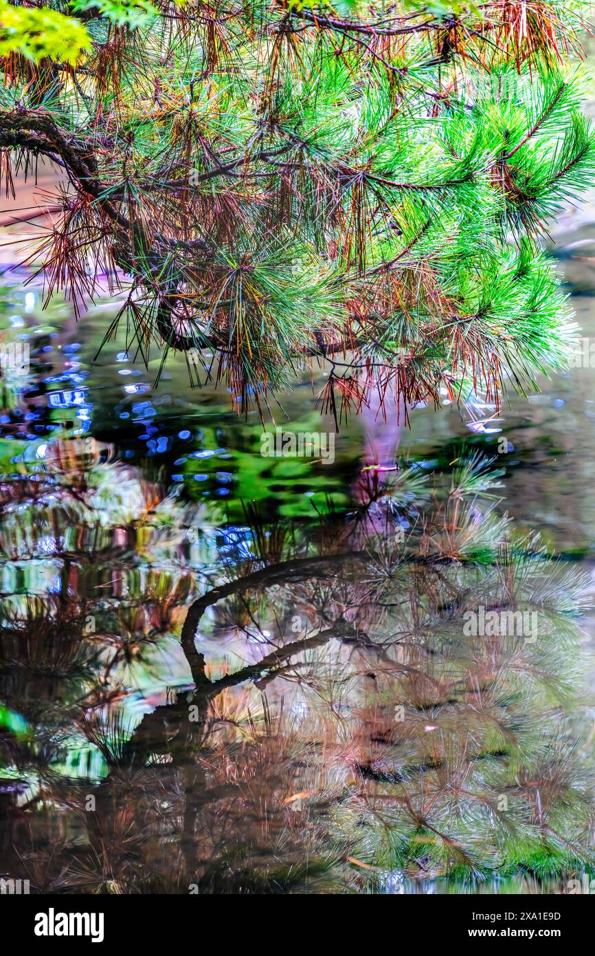 Colorful Pine Tree Water Reflection Abstract Garden West Lake Heian ...