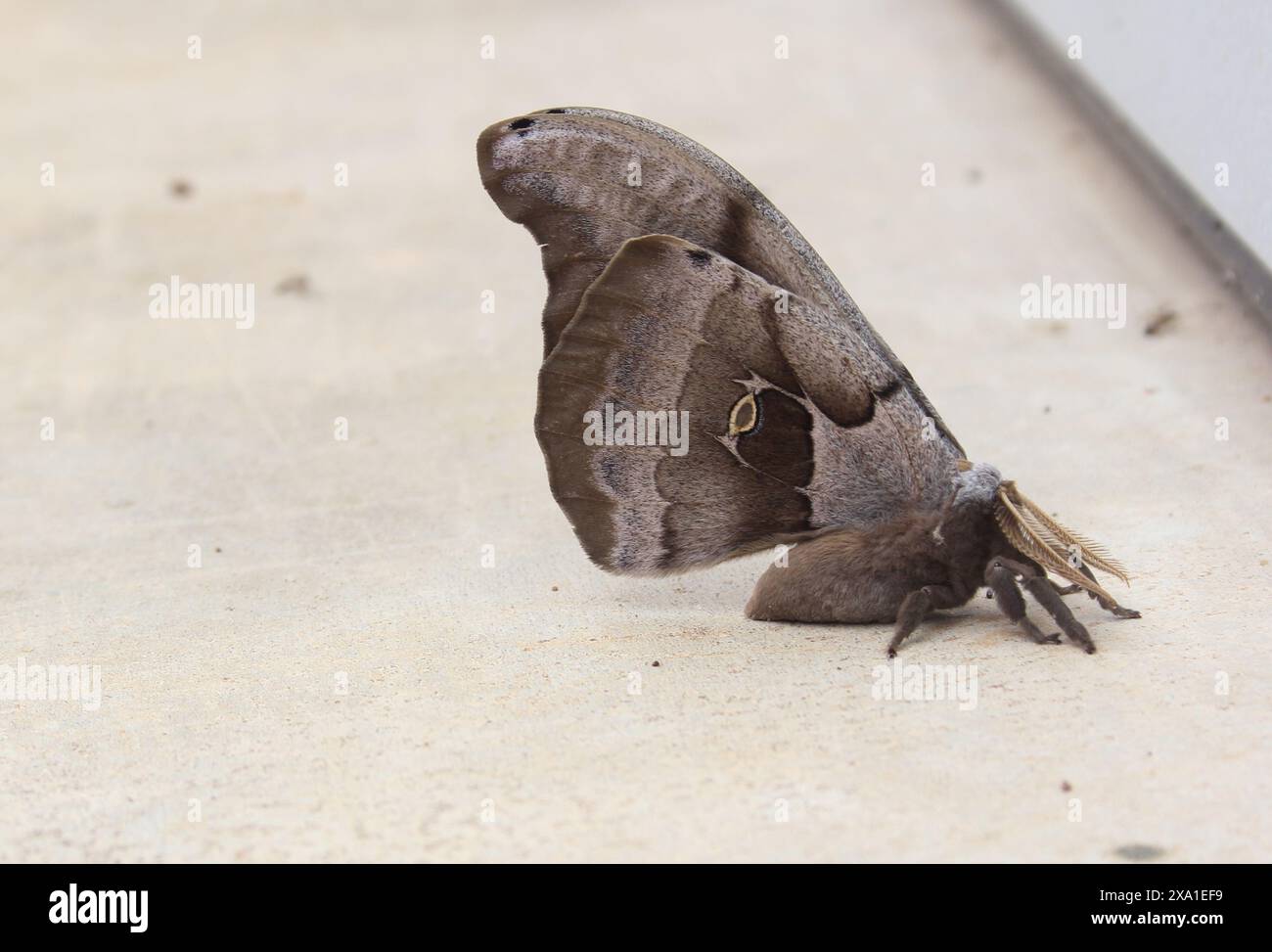 A giant peacock moth resting on the ground Stock Photo - Alamy