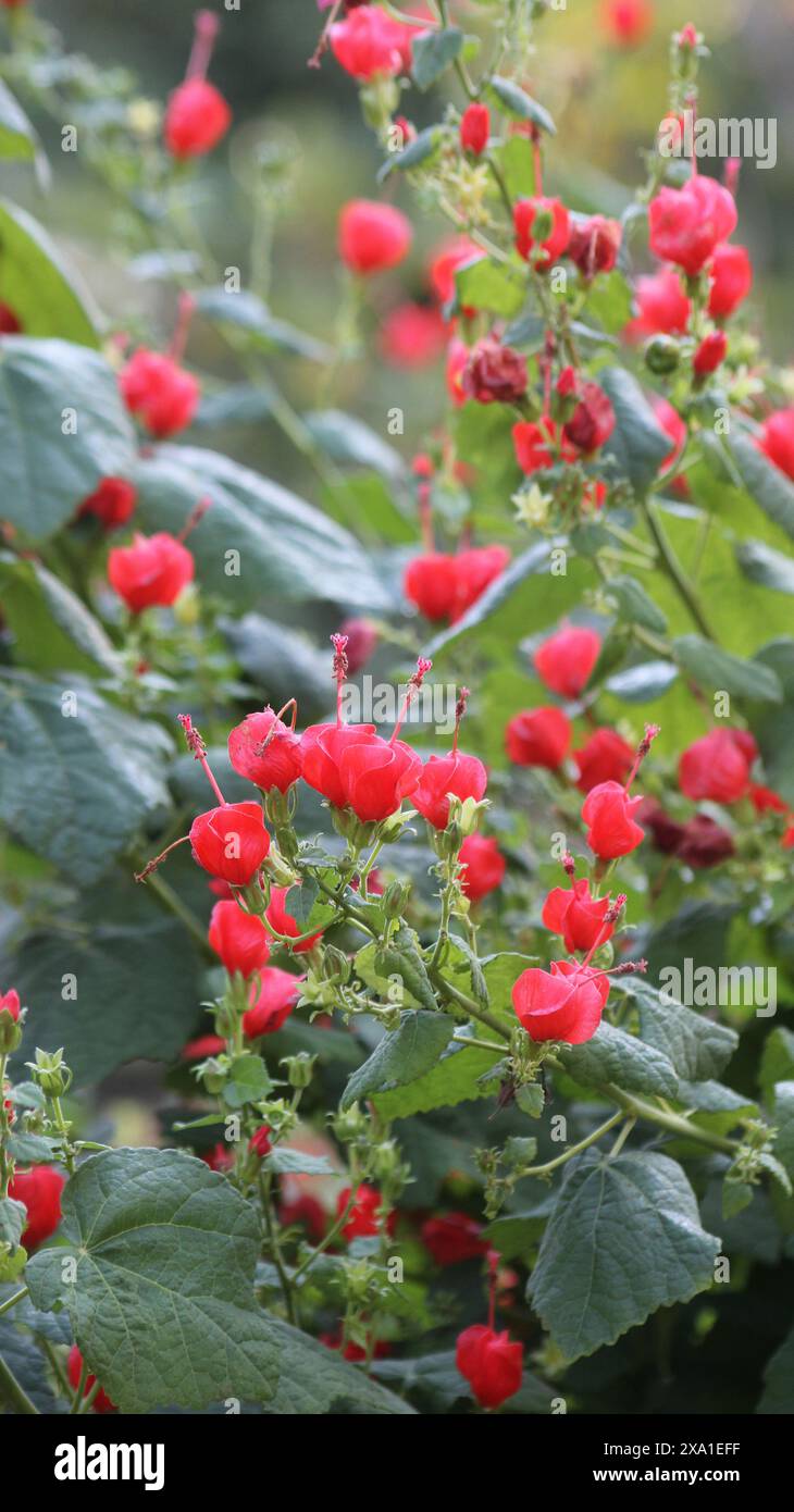The vibrant red wax mallow flowers in the garden's foreground Stock ...