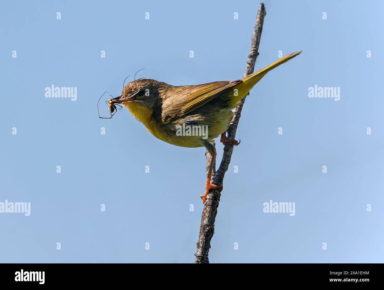 A Common Yellowthroat bird, a female, with a spider it caught for food ...