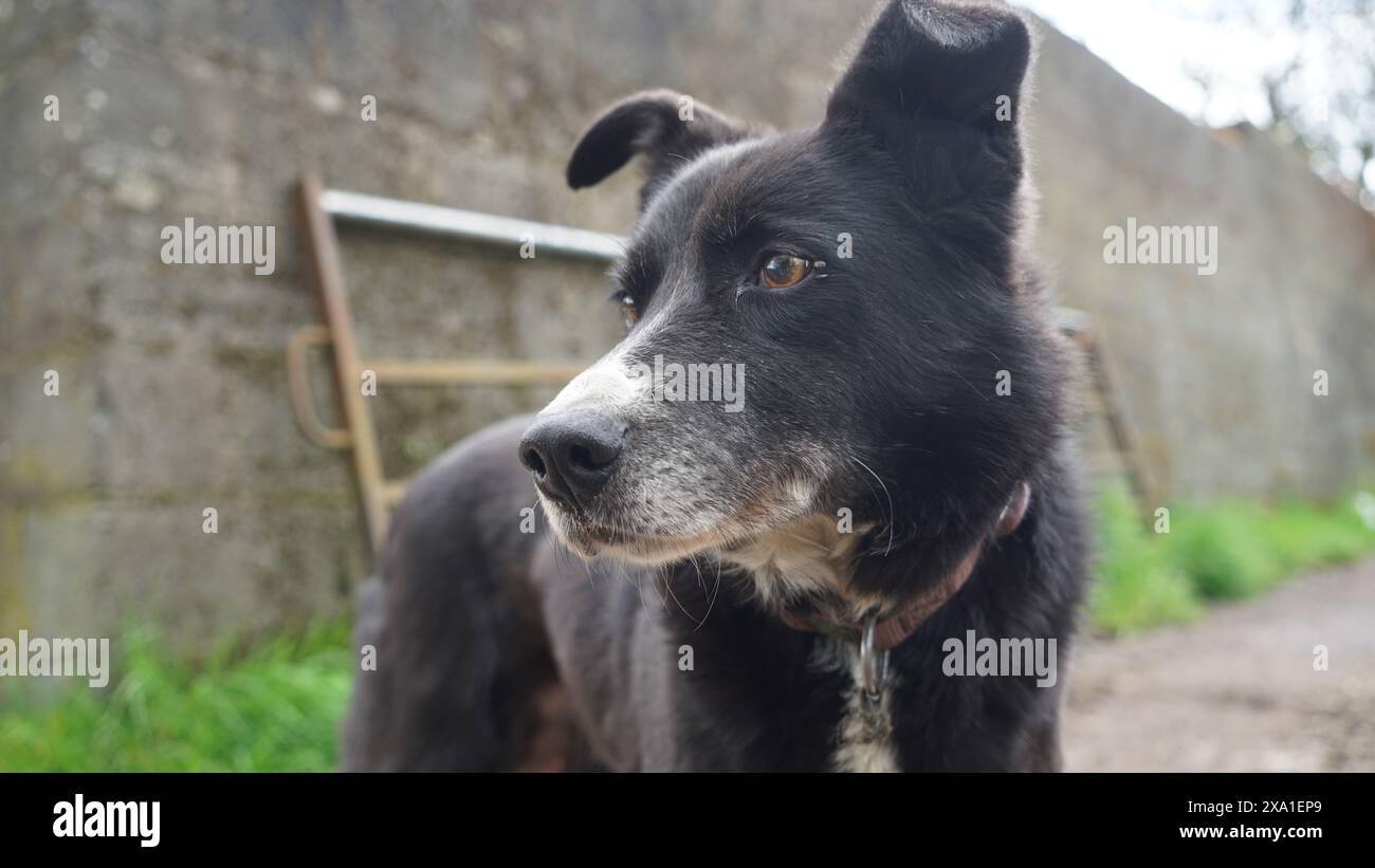 A black sheepdog looking into the distance Stock Photo - Alamy