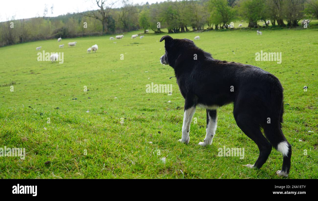 A border collie in a pasture with sheep. Wales, UK Stock Photo - Alamy