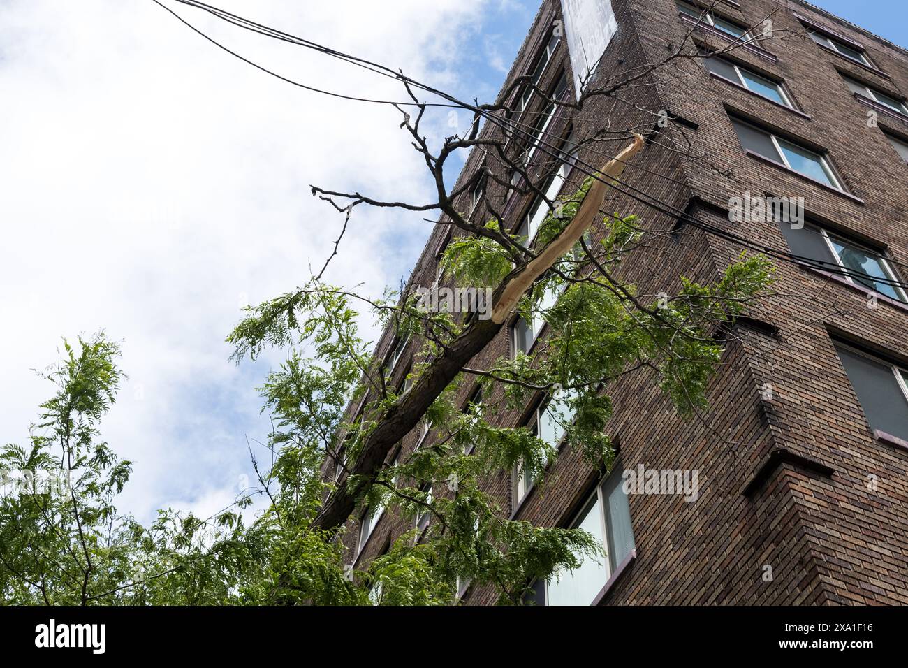 Seattle, USA. 3rd Jun 2024. Snapped tree limb as a rare Atmospheric ...