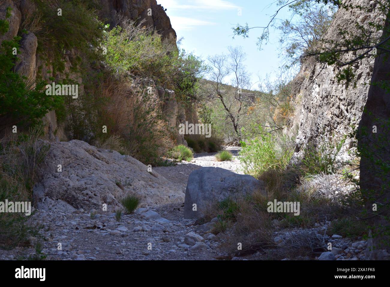 The gorge with green shrubs in Big Bend National Park. Texas, USA Stock ...