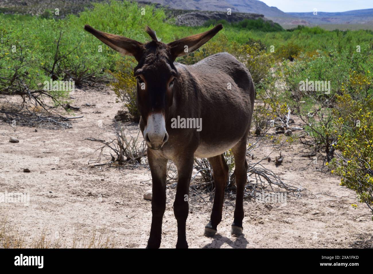 A solitary donkey in a desert landscape surrounded by green bushes. Big ...