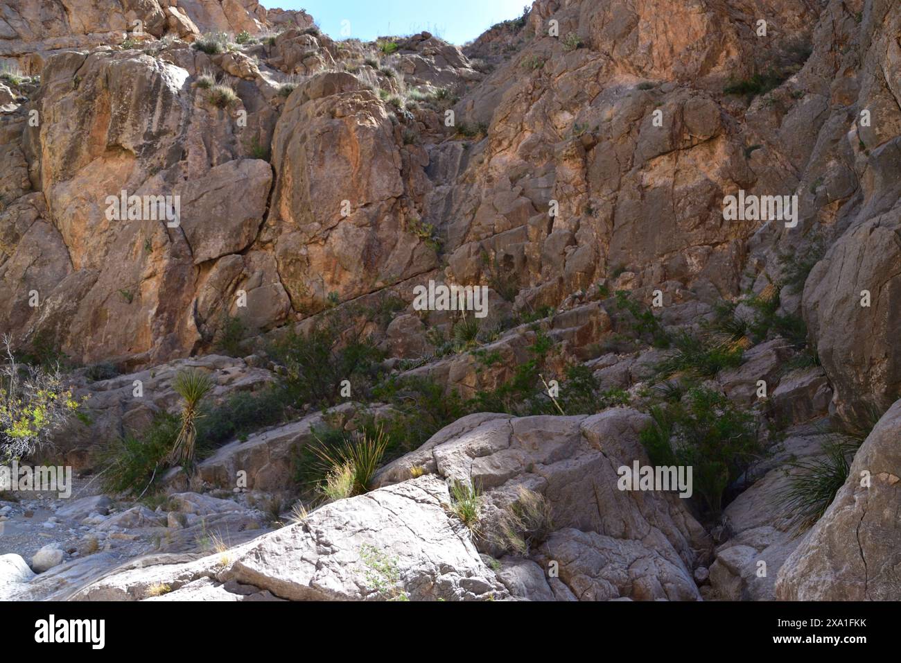 The rocky canyon with small plants growing on rocks. Big Bend National ...