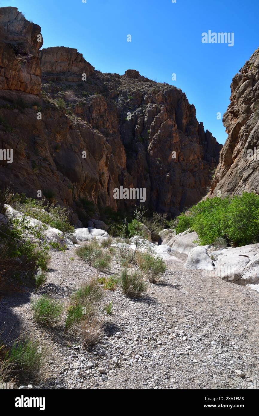 The gorge with green bushes in Big Bend National Park. Texas, USA Stock ...