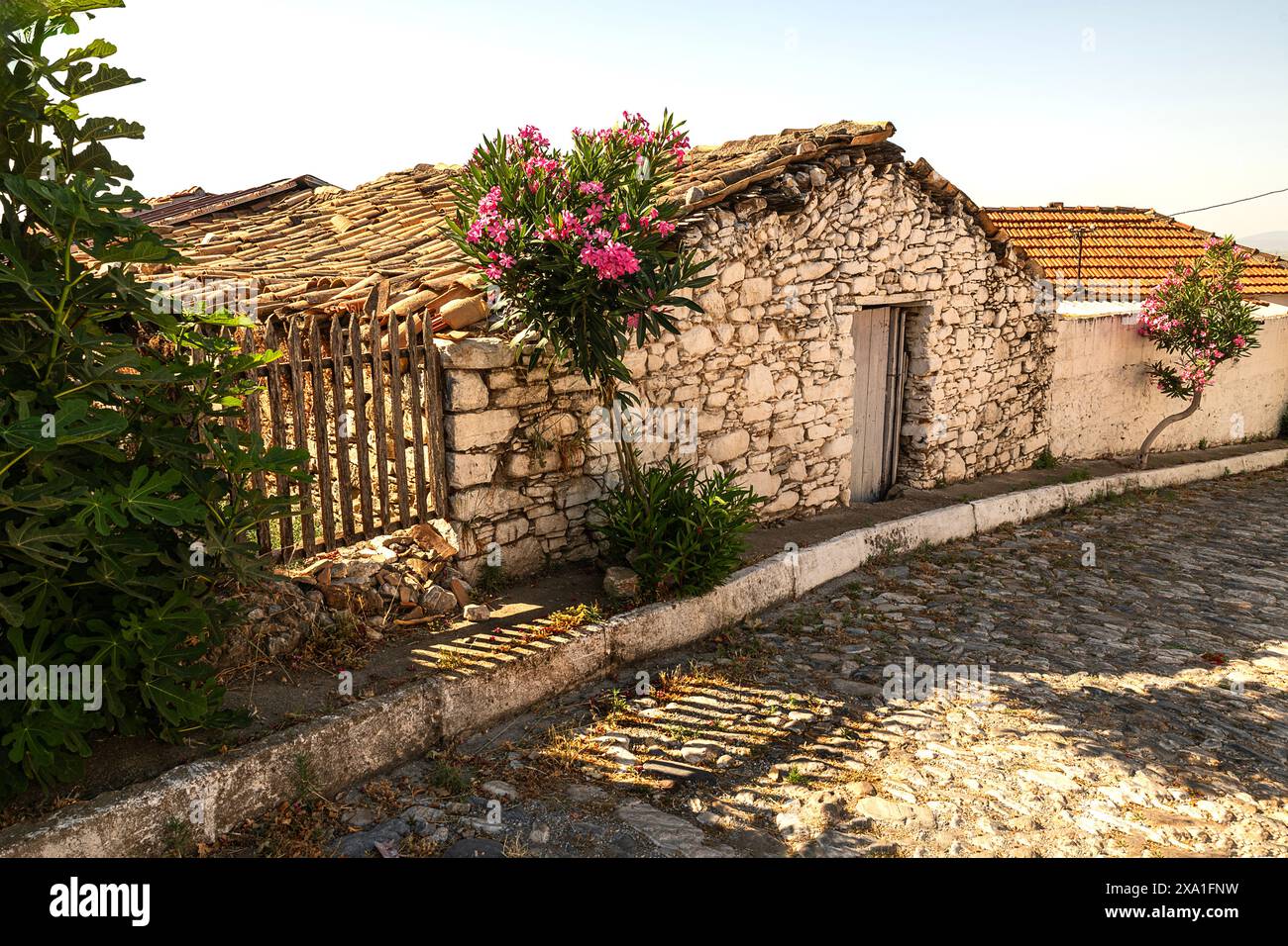 Domatia hi-res stock photography and images - Alamy