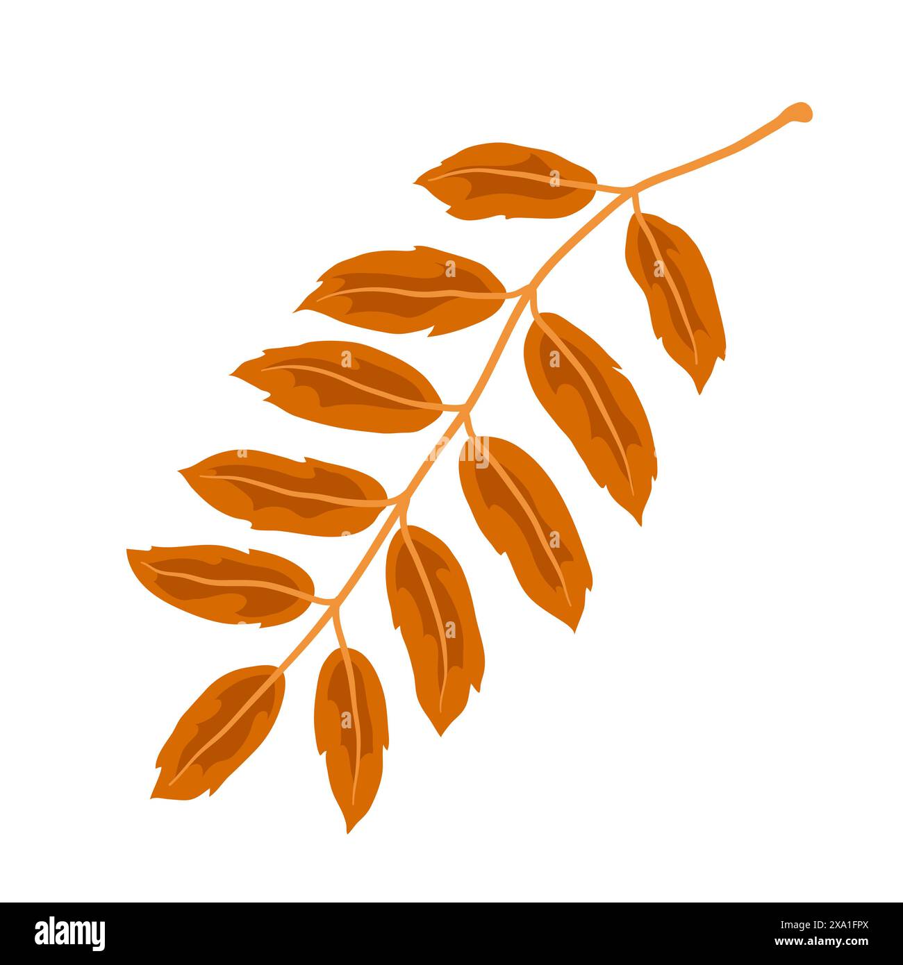 Illustration of rowan leaf. Decorative autumn foliage Stock Vector ...