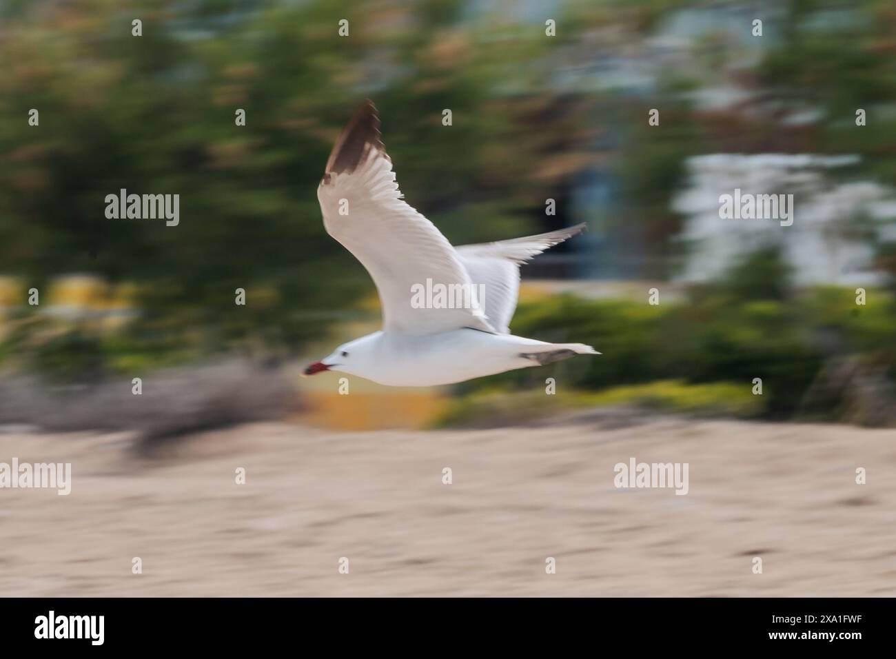 Flying seagull on the beach Stock Photo - Alamy