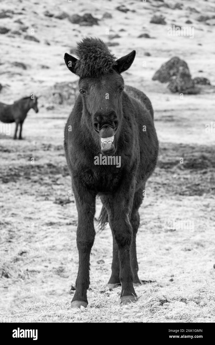Iceland. Icelandic horses. One of the purest breeds of horses in the ...