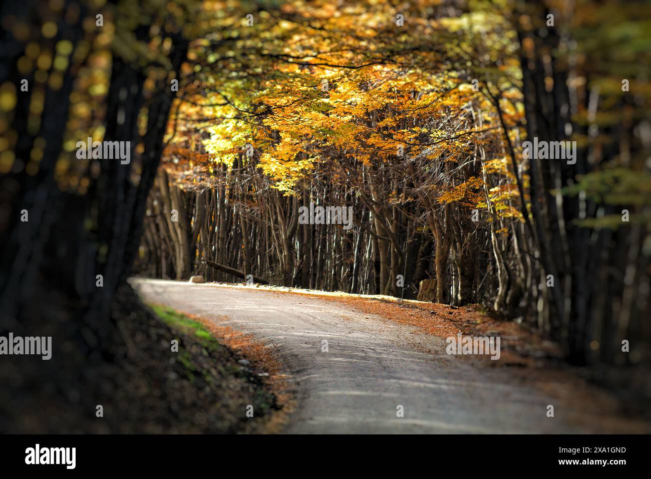A scenic road with dense tree lines on both sides Stock Photo - Alamy