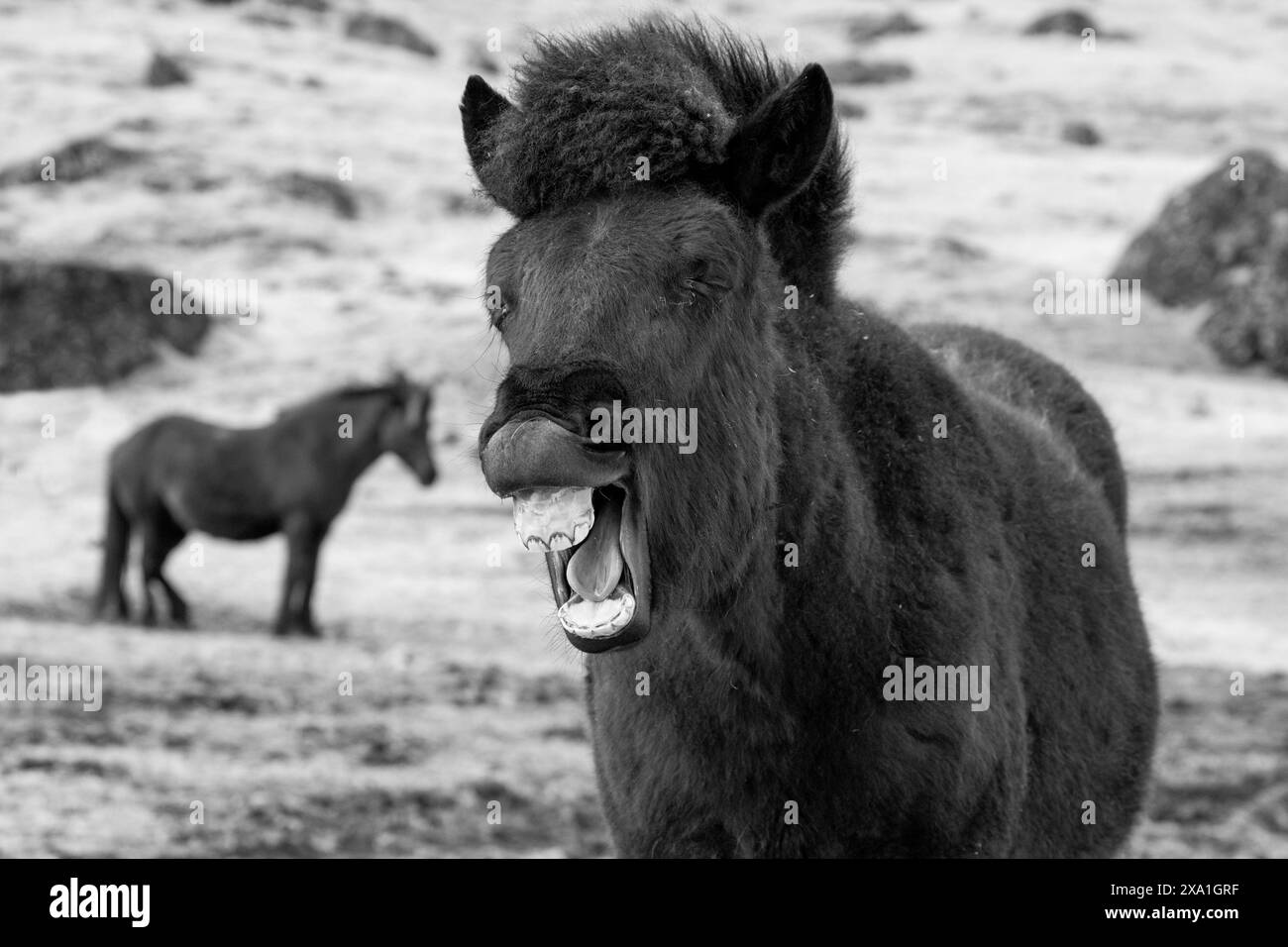 Iceland. Icelandic horses. One of the purest breeds of horses in the ...