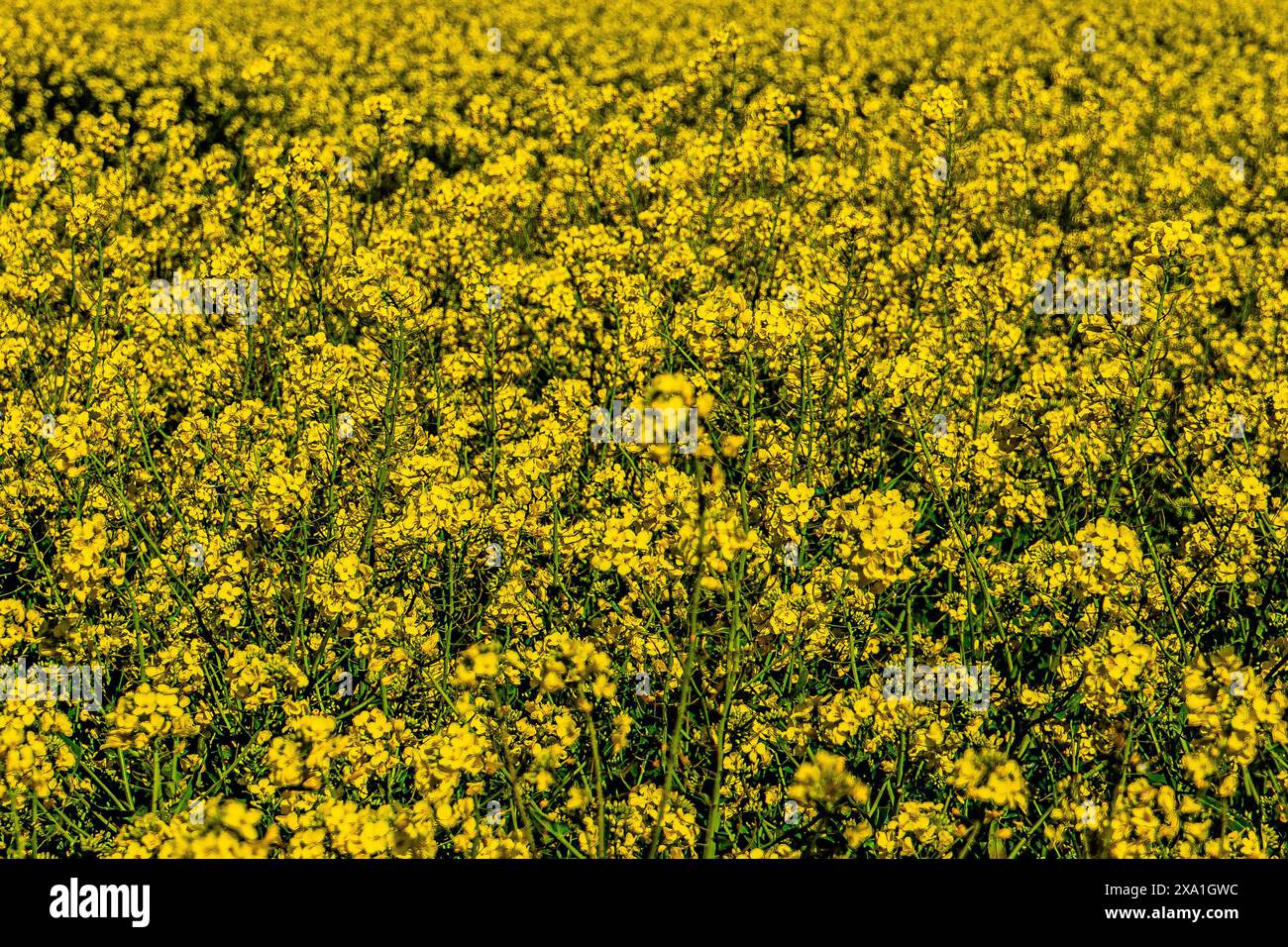 The Oilseed crops in a field with distant mountains Stock Photo - Alamy