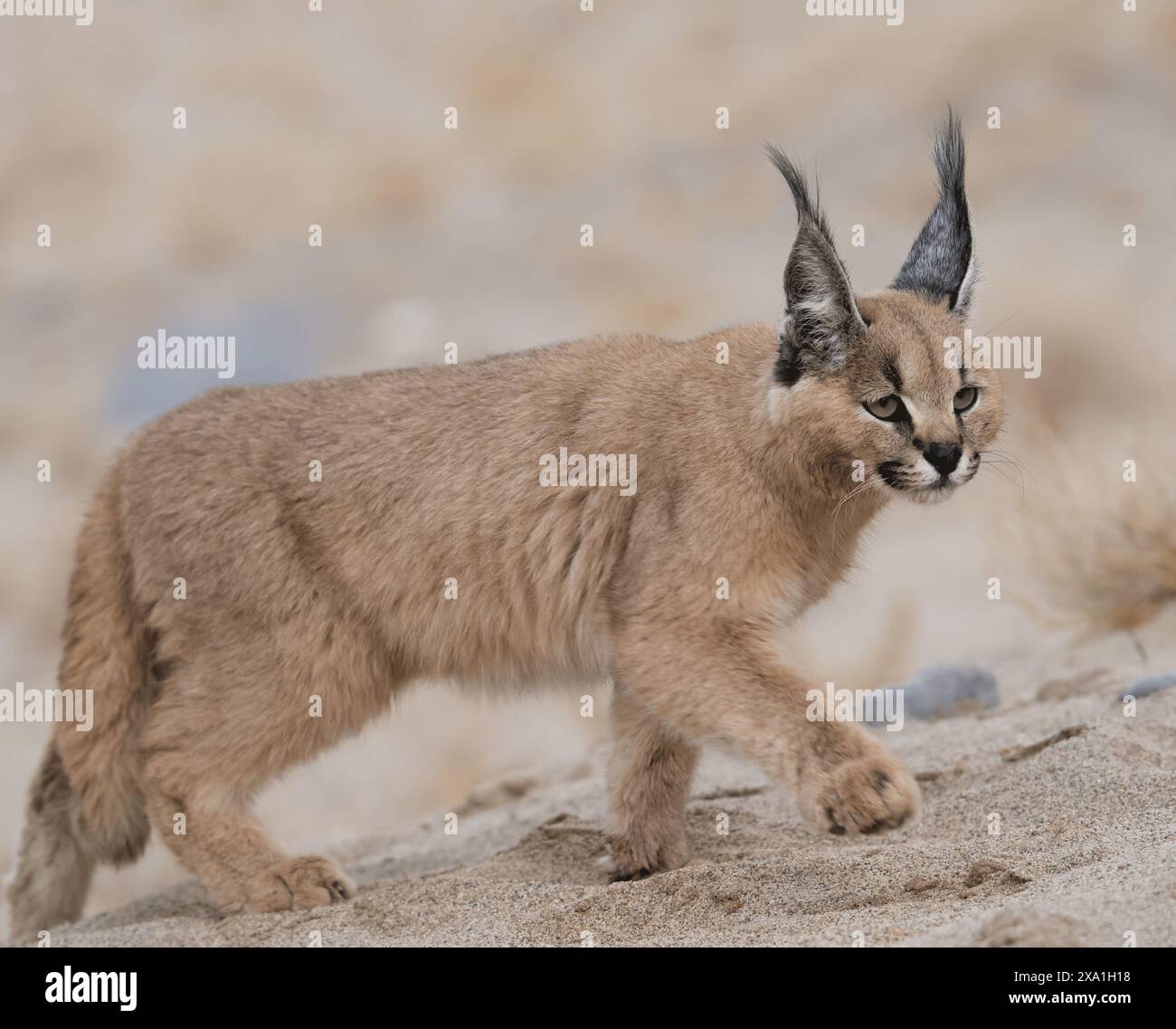 A medium-sized caracal wild cat native to Africa, the Middle East and ...