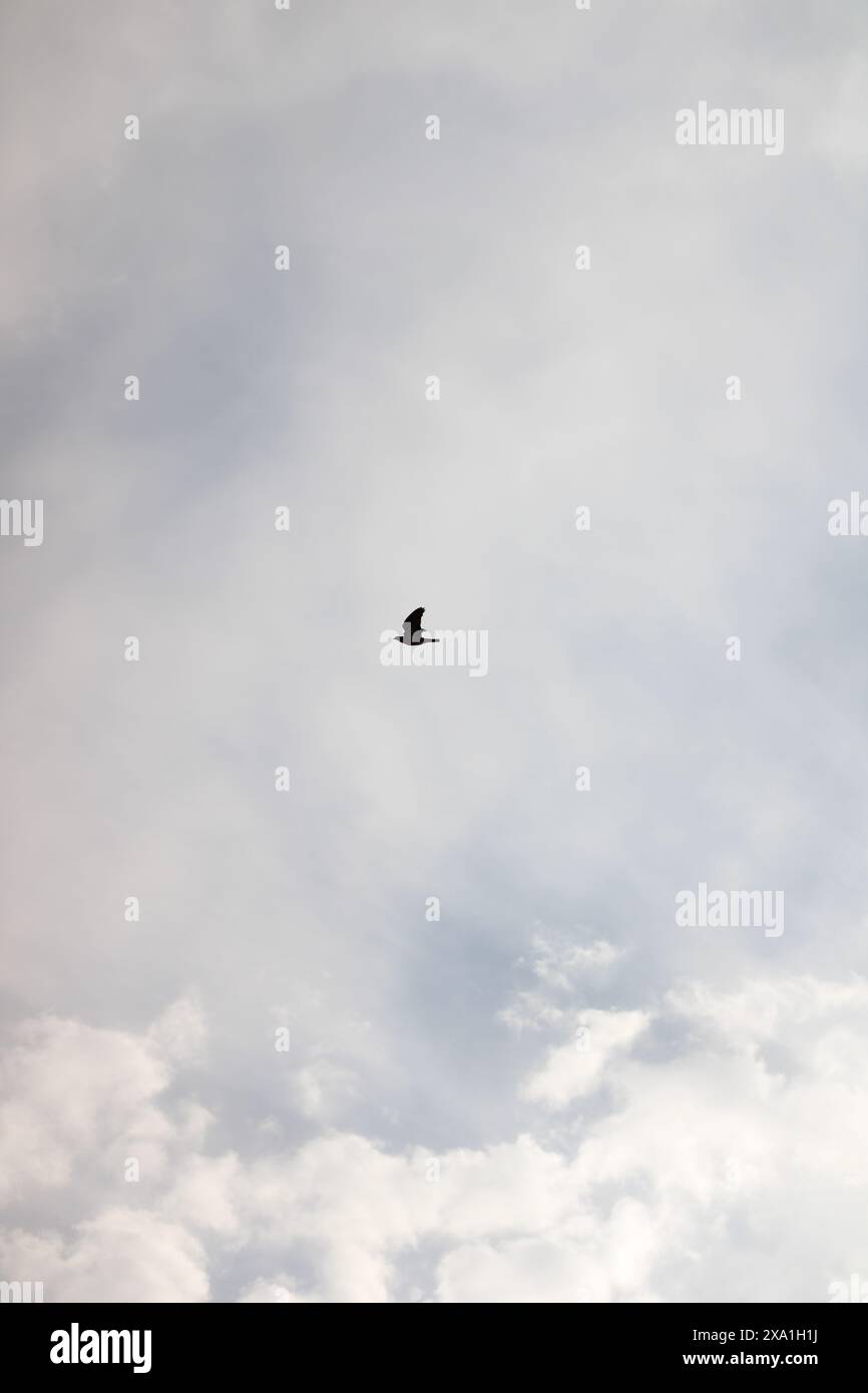 A bird soaring through the sky Stock Photo - Alamy