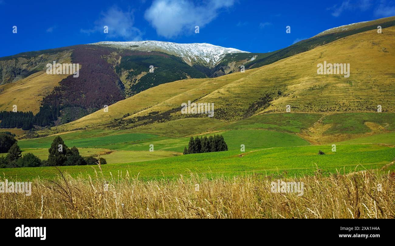 Green field with snow-capped mountain and clear blue sky Stock Photo ...