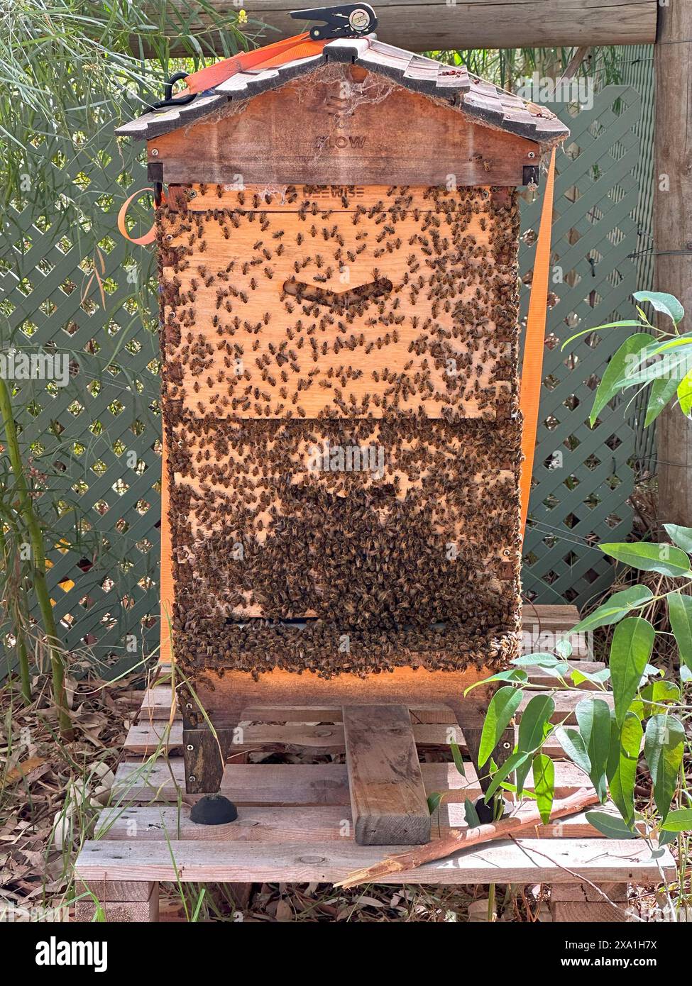 A bee hive swarmed by bees in a garden Stock Photo - Alamy