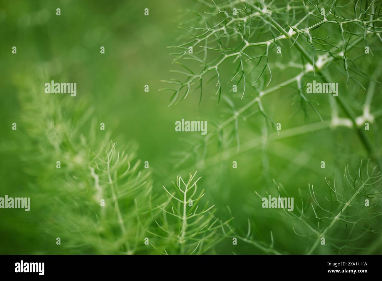 Green ornamental dill grows on a dark abstract background. Growing ...