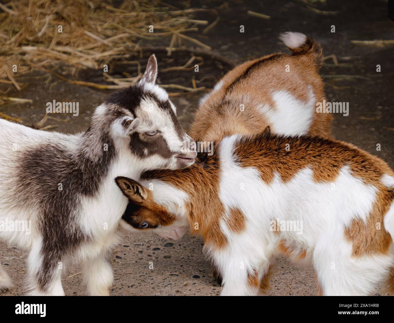 Interaction carefree hi-res stock photography and images - Alamy