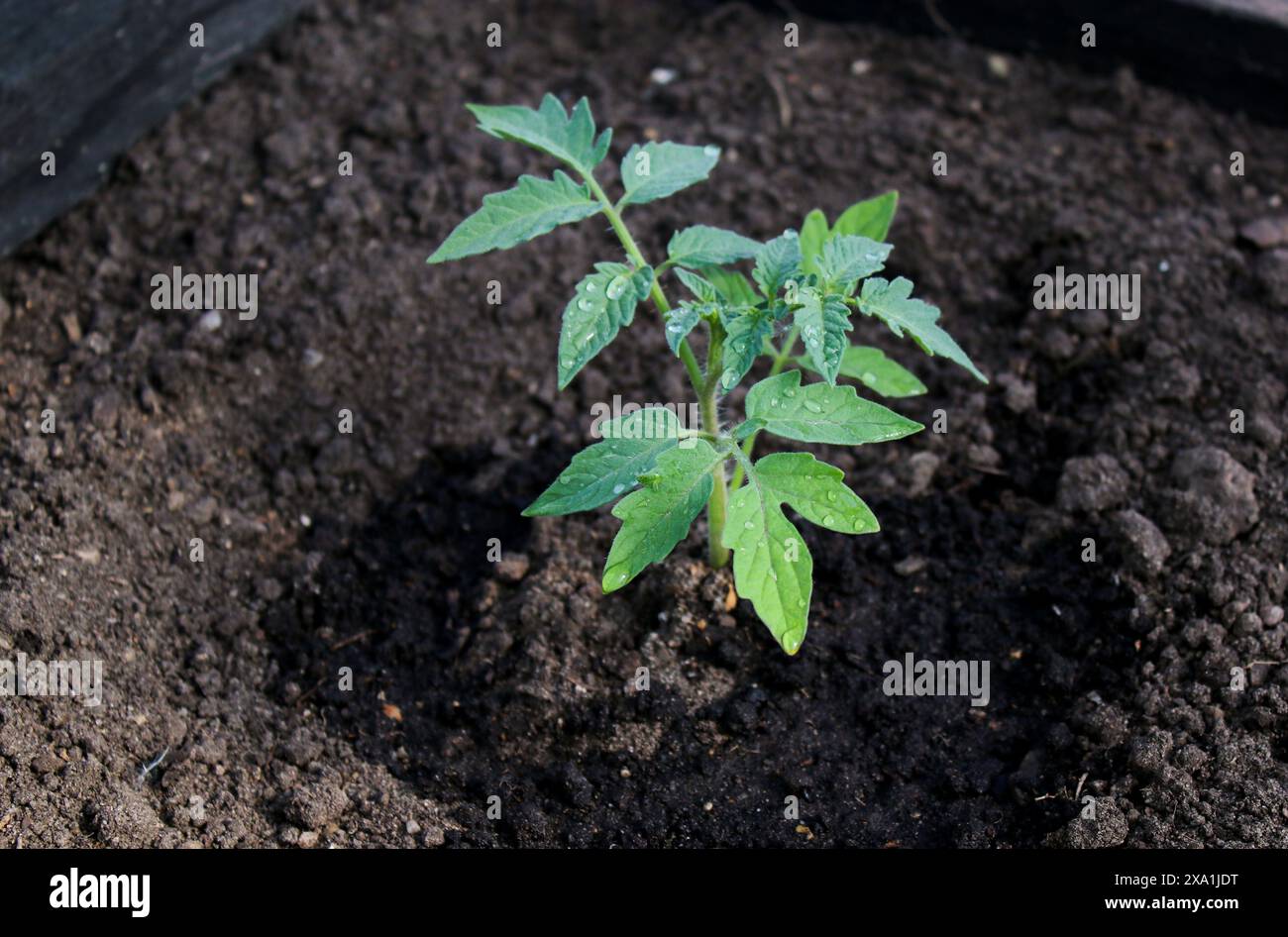 Young tomato plant seedling hi-res stock photography and images - Alamy