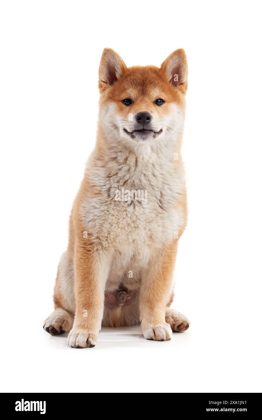Cute shiba inu sitting on a white background Stock Photo - Alamy
