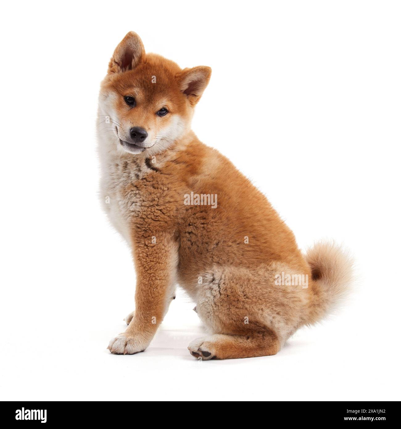 Cute shiba inu sitting on a white background Stock Photo - Alamy