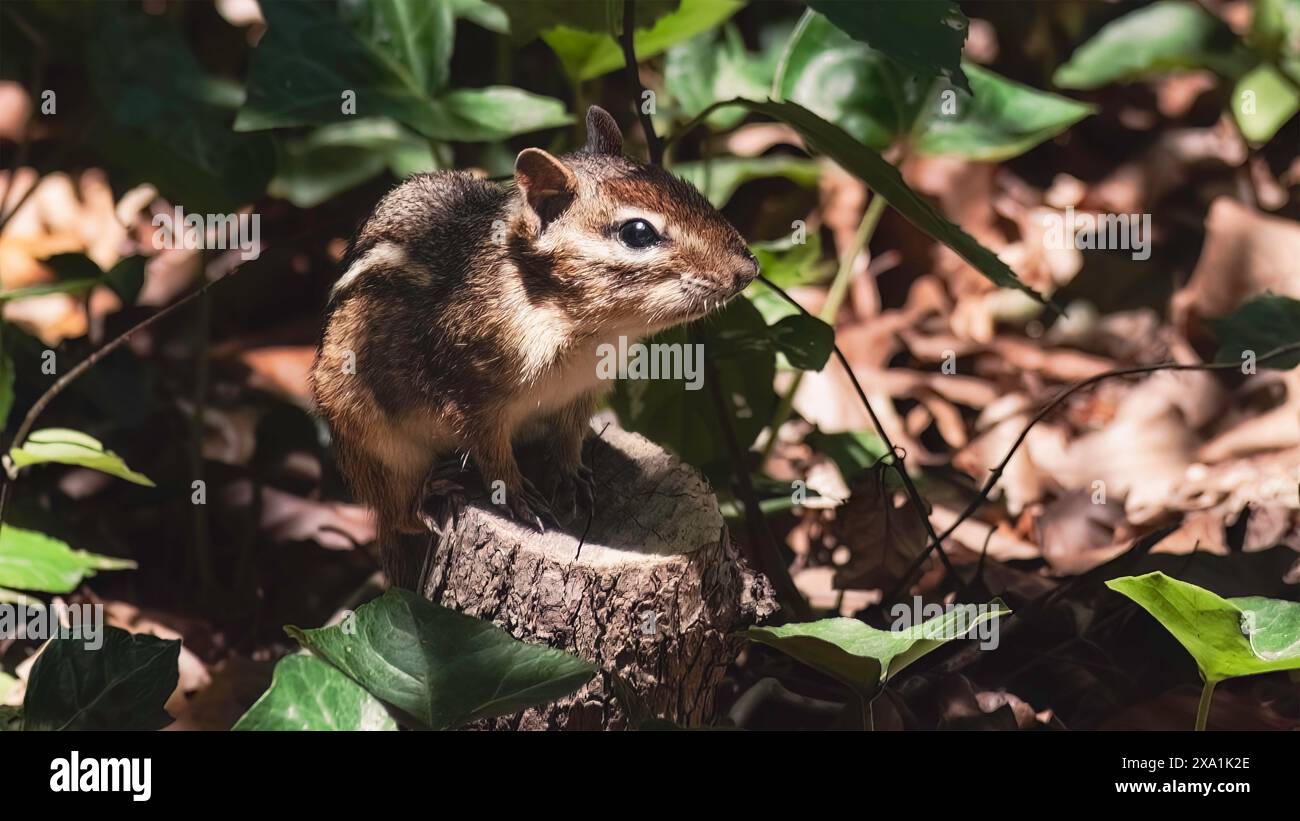 An adorable furry little striped Eastern Chipmunk perched on top of a ...