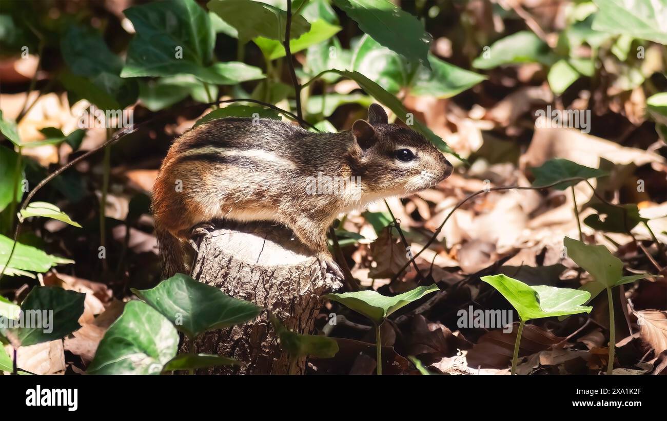 An adorable cute furry brown striped Eastern chipmunk (Tamias striatus ...