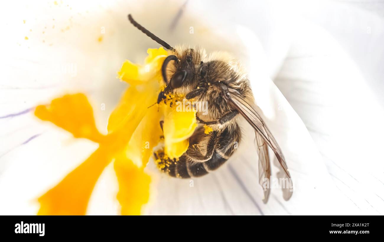 Close up of a small furry Colletes Cellophane Plasterer Polyester bee ...