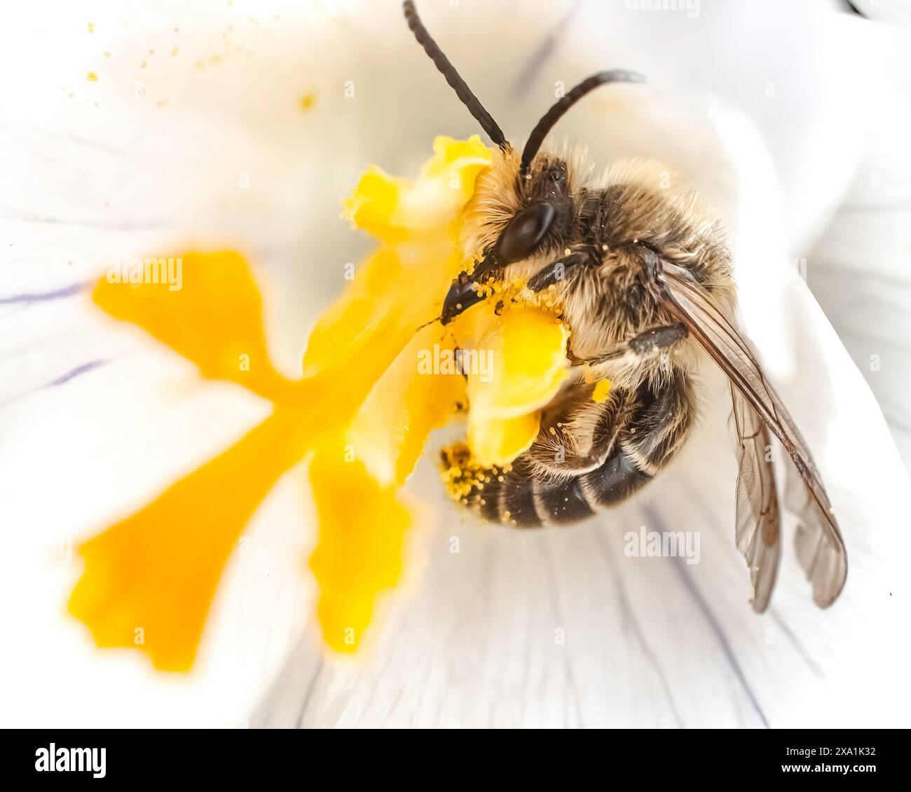 Cellophane like hi-res stock photography and images - Alamy