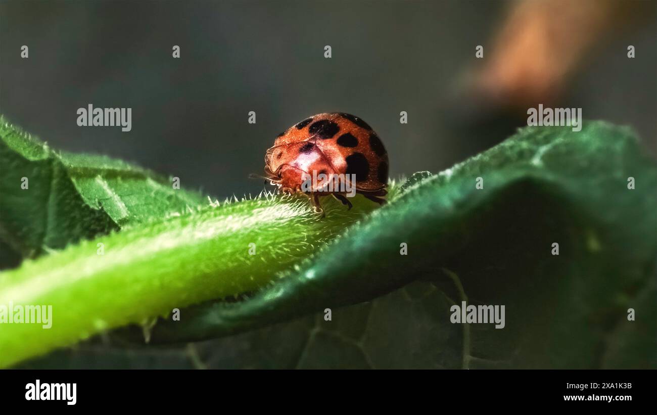 Integrated pest mangement hi-res stock photography and images - Alamy