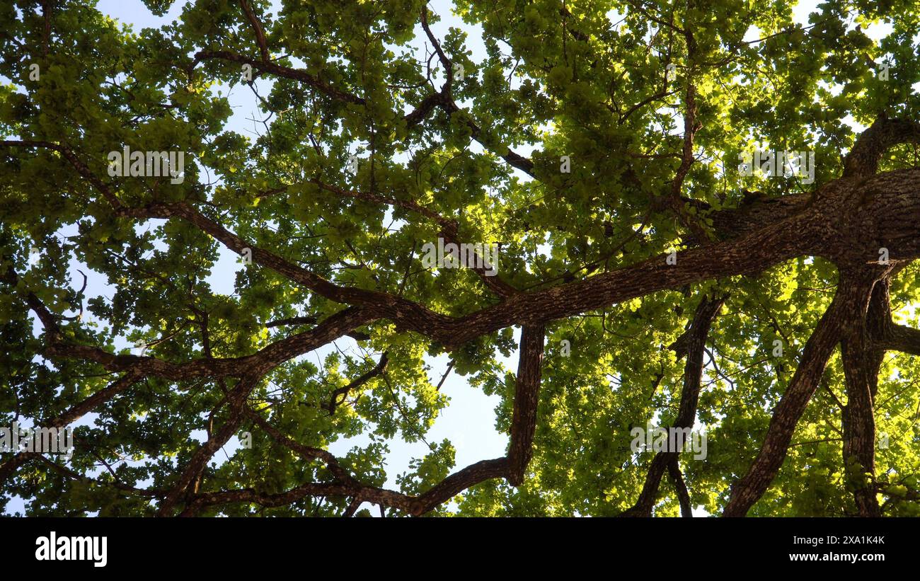 Big oak tree hi-res stock photography and images - Alamy