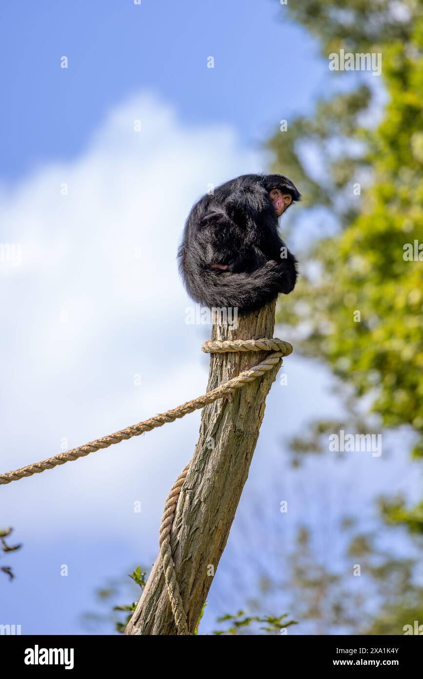 Black monkey perched on a tree-tied rope Stock Photo - Alamy