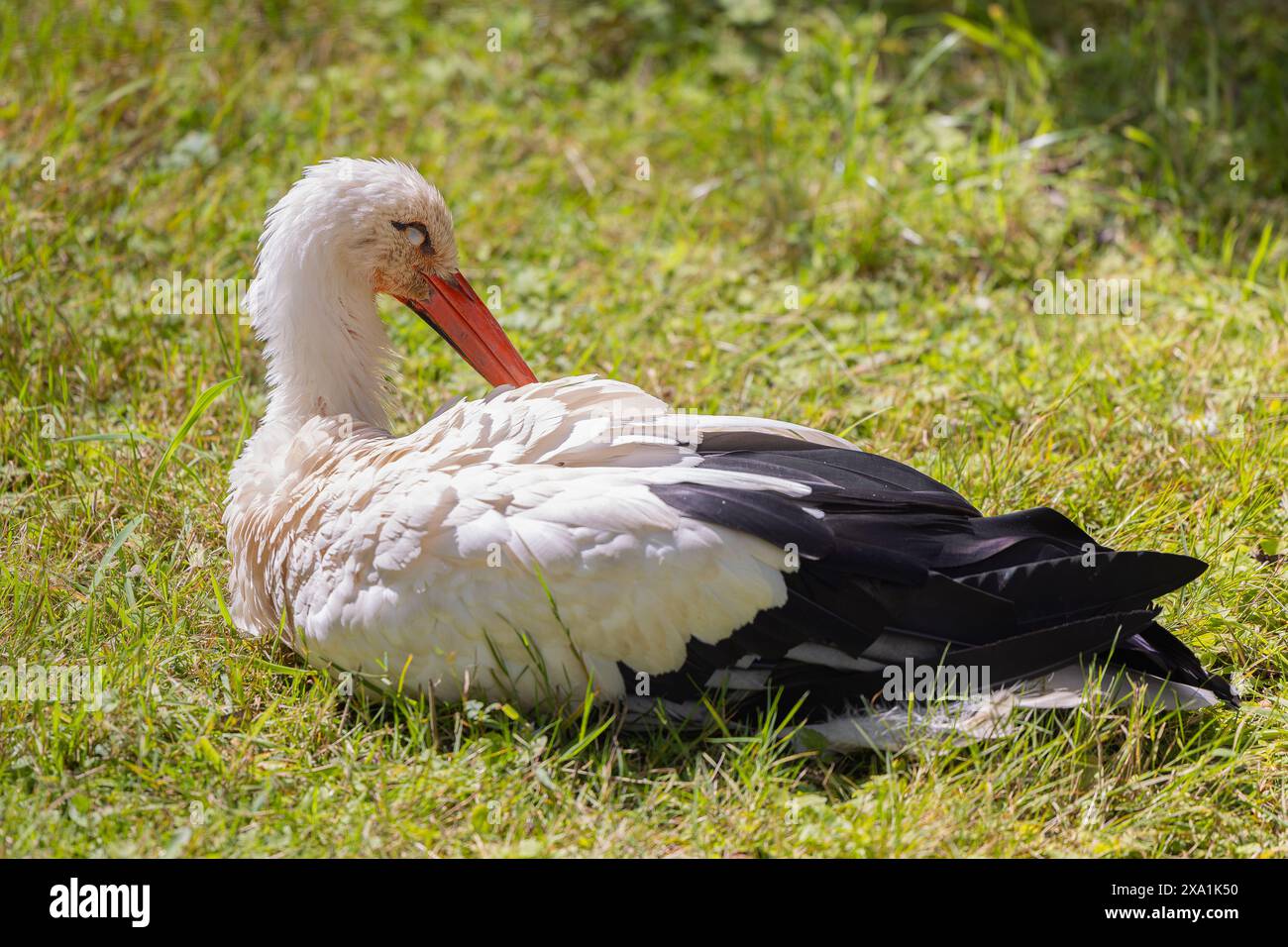 Twisted neck hi-res stock photography and images - Alamy
