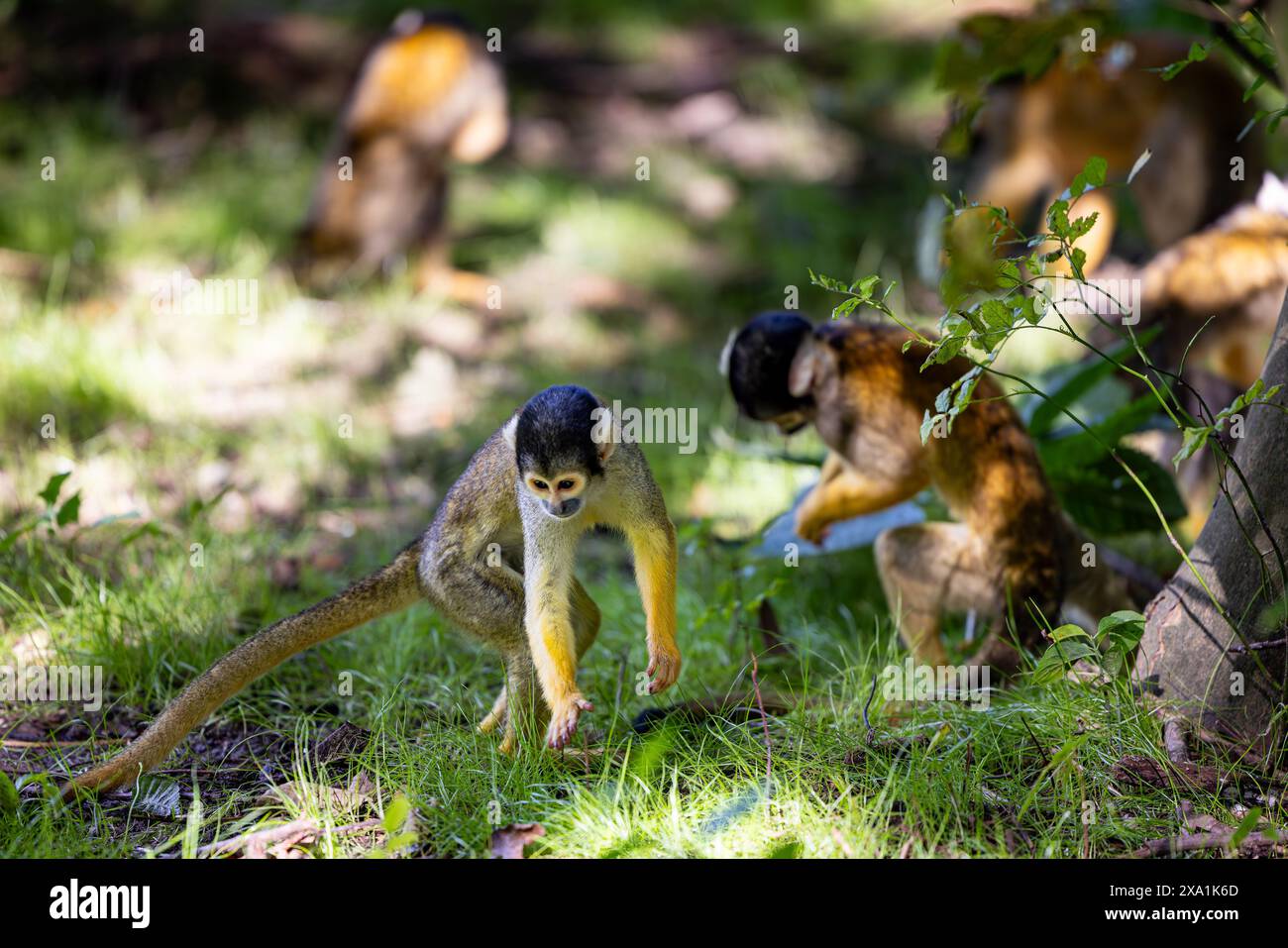 A tiny monkey strolling beside another creature on grass Stock Photo ...